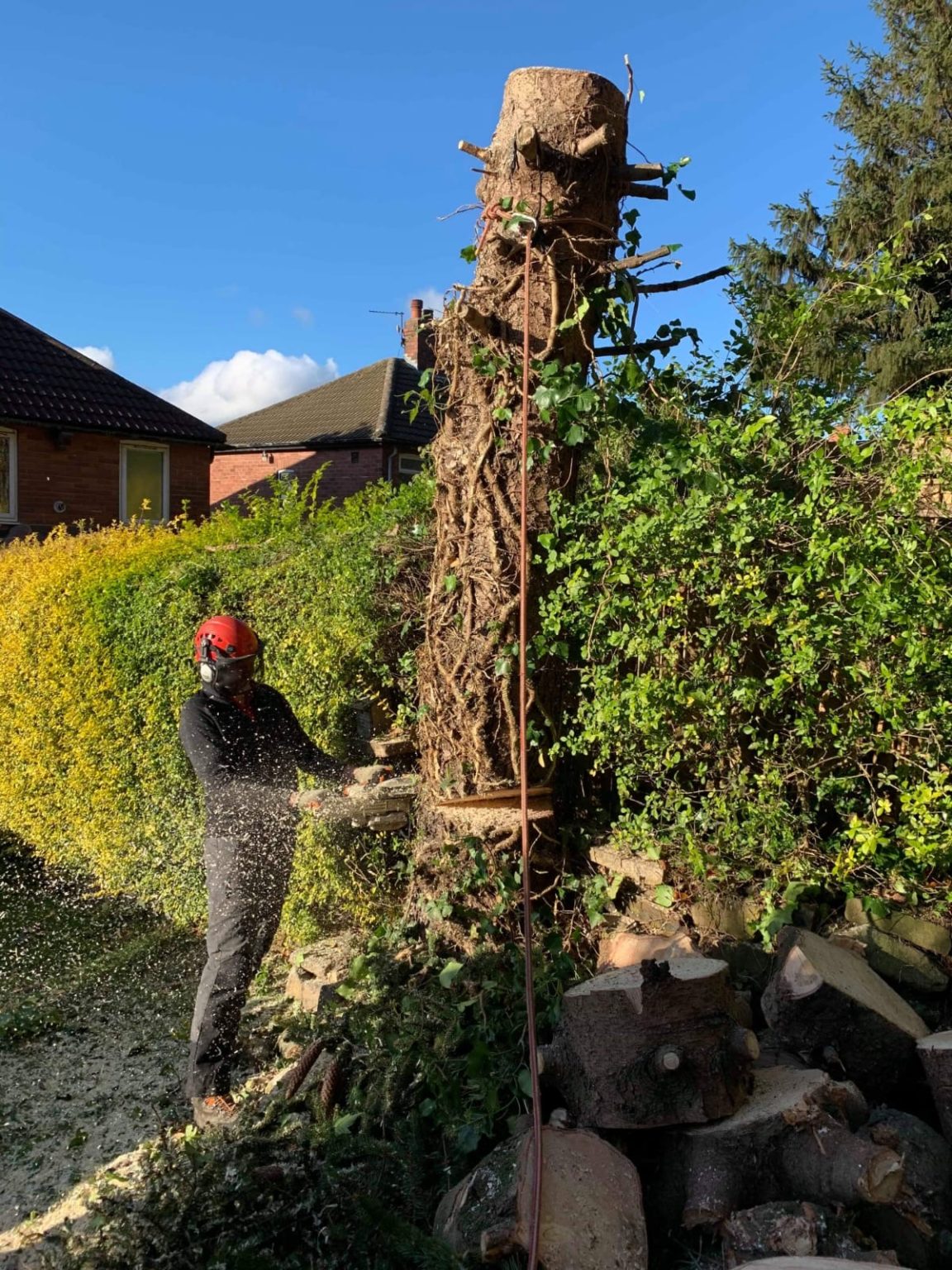 Acer Trees and Logs – The Tree Specialist – West Yorkshire