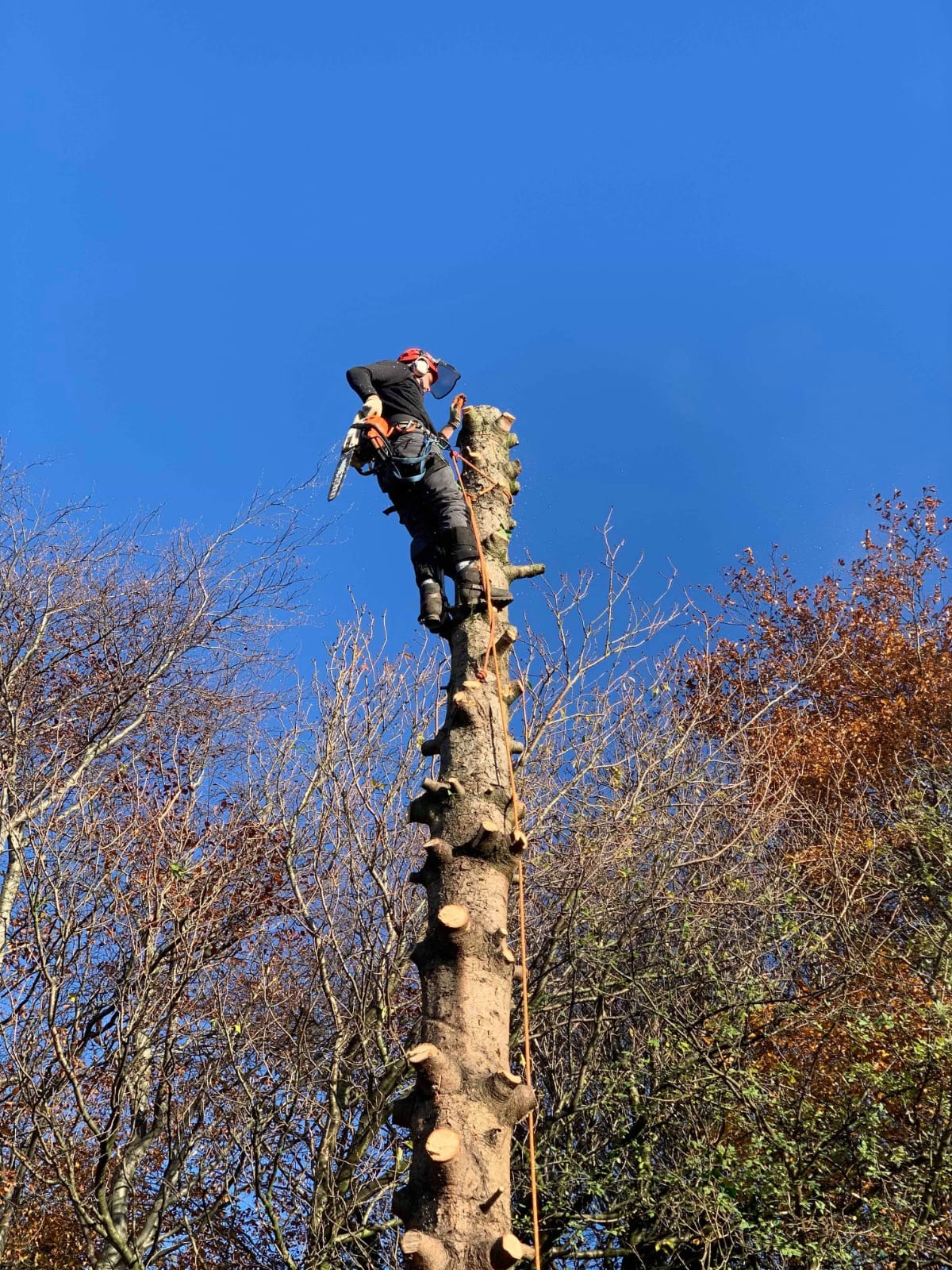 Felling and Pruning – Acer Trees and Logs