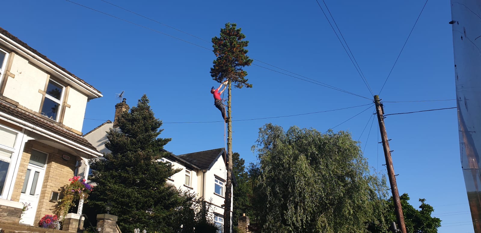 Felling and Pruning – Acer Trees and Logs