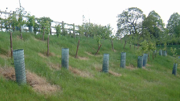 Services – Acer Trees and Logs