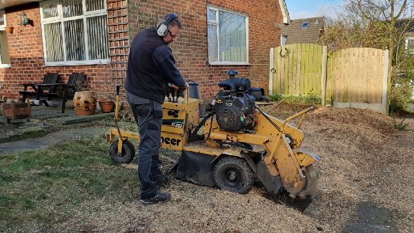 Services – Acer Trees and Logs