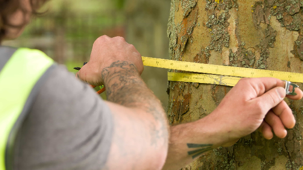Inspections and Surveys – Acer Trees and Logs